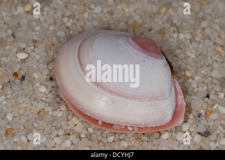 Baltic macoma, Baltic clam, Baltic tellin, Baltische Plattmuschel ...