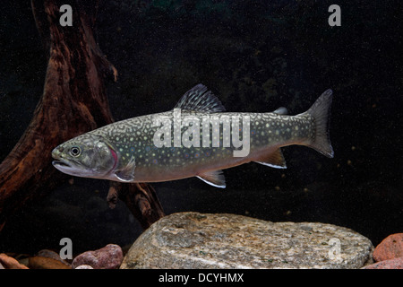 Brook trout, Brook char, Brook charr, Bachsaibling, Bach-Saibling ...