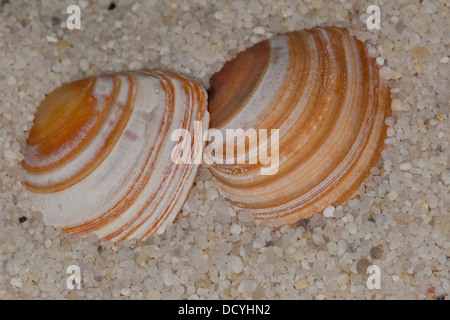 Baltic macoma / Baltic clam / Baltic tellin (Macoma balthica) shells ...