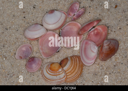 Baltic macoma, Baltic clam, Baltic tellin, Baltische Plattmuschel ...