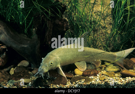 Barbel, Common barbel, Barbe, Flussbarbe, Flußbarbe, Barbus barbus ...