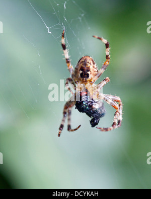 garden spider catching prey Stock Photo - Alamy