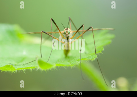 Cranefly, , Daddy Long Legs, Tipula paludosa, UK, close up showing ...