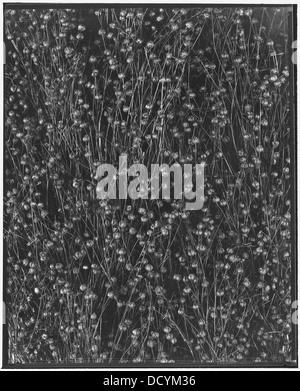 This image shows flax seed pods, buds, blossoms, and flowers ...