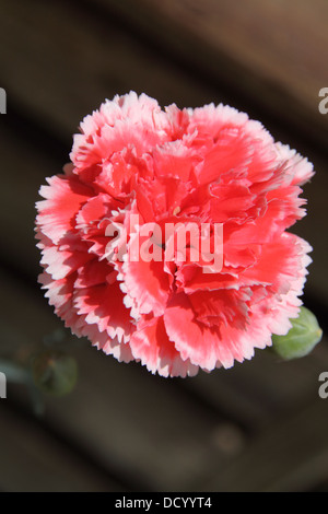 A white Frilly Carnation flower, Dianthus mooiensis, against a dark ...