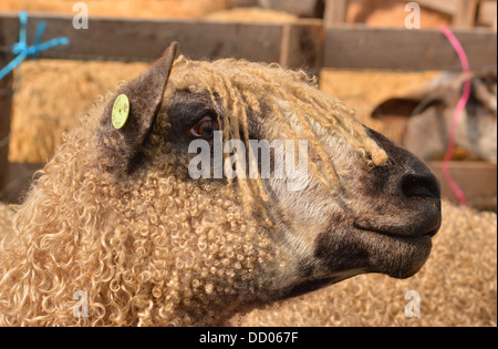 sheep head profile - woolly fleece , curly horns Stock Photo - Alamy