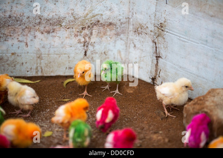 Indian chicks, painted with bright colors Stock Photo - Alamy