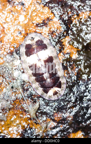 Marine mollusc Chiton at beach in São Sebastião city, north shore of ...