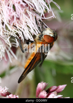 Macro image of a male Phasia hemiptera fly, an insect belonging to the ...