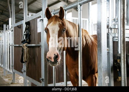 Stable of animals in the mount Stock Photo - Alamy