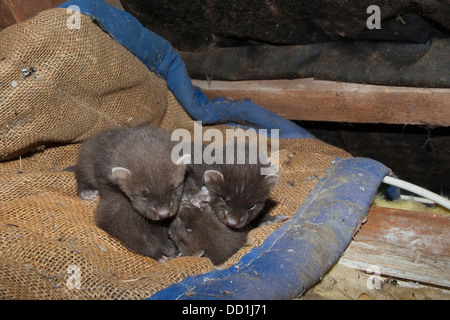European pine marten, baby, Baummarder, Tierbaby, Baum-Marder ...