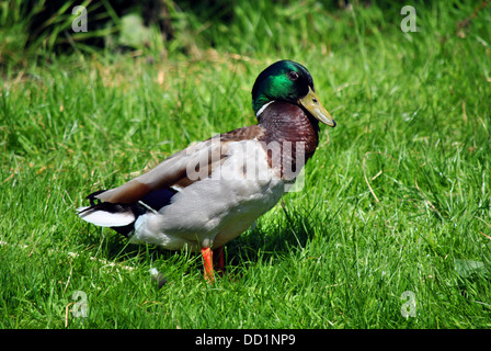 A male Mallard duck Latin name Anas platyrhynchos Stock Photo - Alamy