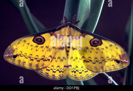 Golden Emperor Moth, Loepa katinka, Bhandardara, Maharashtra, India ...