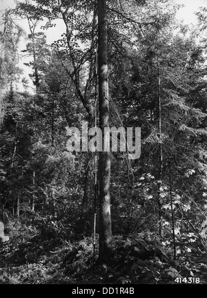 An image showing the bole (trunk) of a white spruce tree, highlighting ...