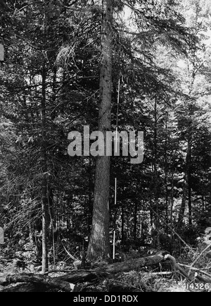 A photograph of the bole (trunk) of a white spruce tree, showcasing the ...