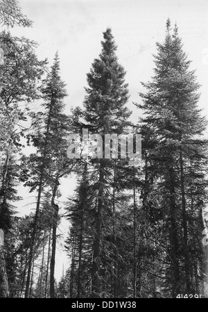 The crown of a Black Spruce tree, showcasing its characteristic needles ...