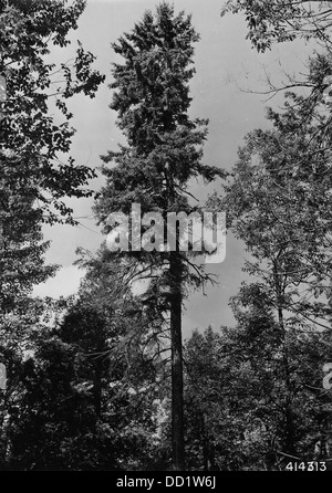 The crown of a White Spruce tree, showcasing the topmost part of this ...