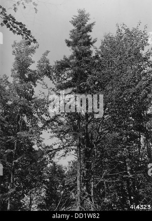 The crown of a White Spruce tree, showcasing the topmost part of this ...