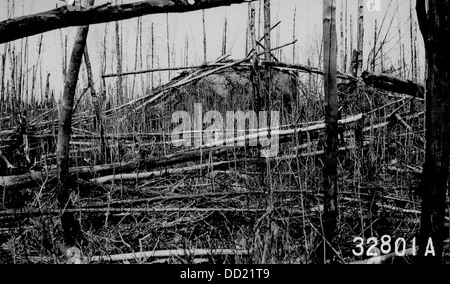 This image shows the aftermath of the 1910 Fires, one of the largest ...
