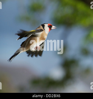 Welsh Garden Birds: Flying blue tit Stock Photo - Alamy