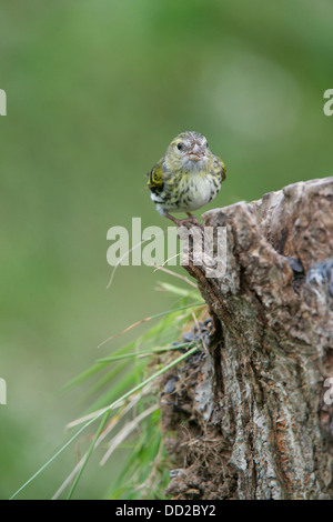 Welsh garden birds: Perched greenfinch Stock Photo - Alamy