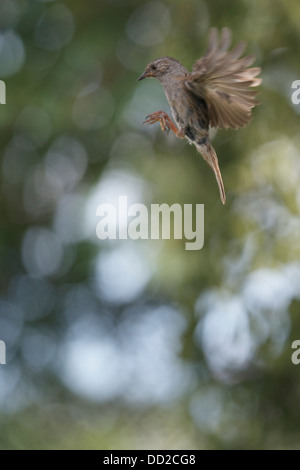 Welsh Garden Birds : A dunnock about to fly Stock Photo - Alamy