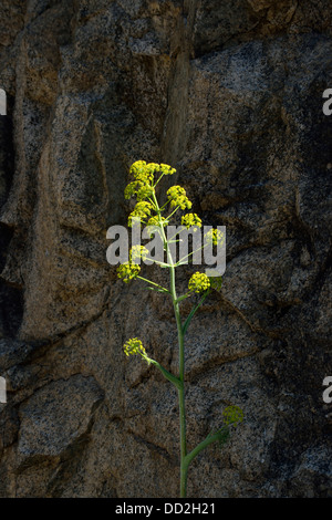 Spring flowers, Niolo Valley, Central Massif, Corsica, France Stock ...
