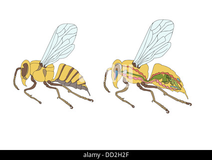 Insect body, dissected Stock Photo - Alamy