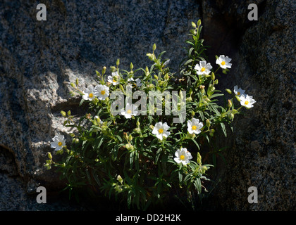 Spring flowers, Niolo Valley, Central Massif, Corsica, France Stock ...