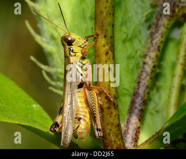A closeup of green grasshopper perched on drying flowers Stock Photo ...