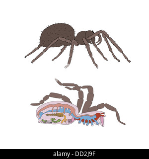 Insect body, dissected Stock Photo - Alamy