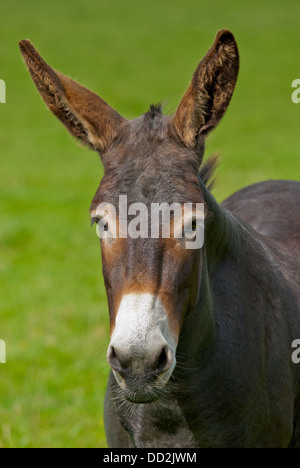 Portrait of dark brown mule face with closeup of teary eyes, front and ...