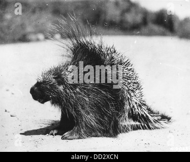 A photograph of a North American porcupine, known scientifically as ...