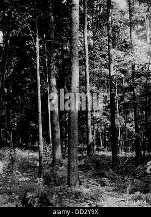 A second-growth stand of mixed hardwoods represents a regenerated ...