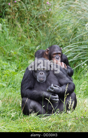 portrait of two chimpanzees Stock Photo - Alamy