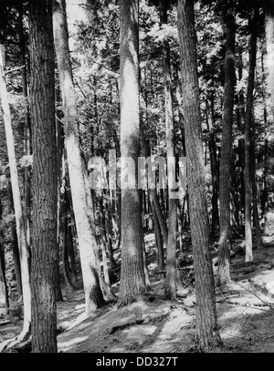 The image shows a stand of pine trees in Newberry County, South ...