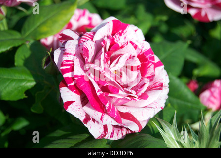 Pink speckled white rose Stock Photo - Alamy