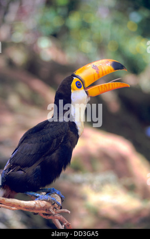 Toucan Amazon River region of Brazil Stock Photo - Alamy