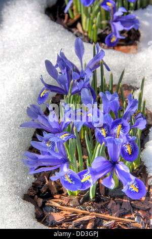 Blue netted iris Stock Photo - Alamy