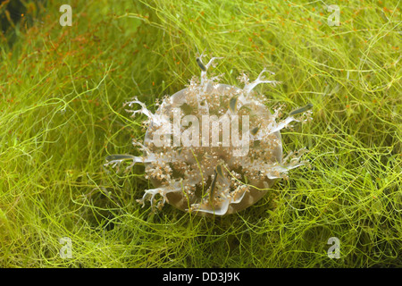 Cassiopea upside-down jellyfish is a genus of true jellyfish and the ...