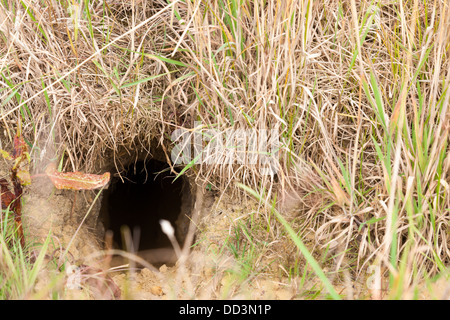 Entrance hole to rabbit warren Stock Photo - Alamy