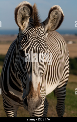 Zebra in captivity Stock Photo - Alamy
