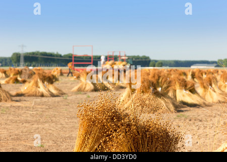 Harvest of flax (Linum usitatissimum) bundles on field Stock Photo - Alamy