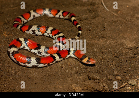 Scarlet snake - Cemophora coccinea copei Stock Photo - Alamy