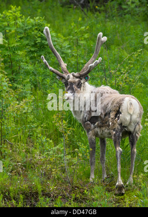 Reindeer at summer in Lapland, Finland. Closeup Stock Photo - Alamy