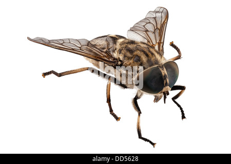 Large marsh horsefly species Tabanus autumnalis Stock Photo - Alamy