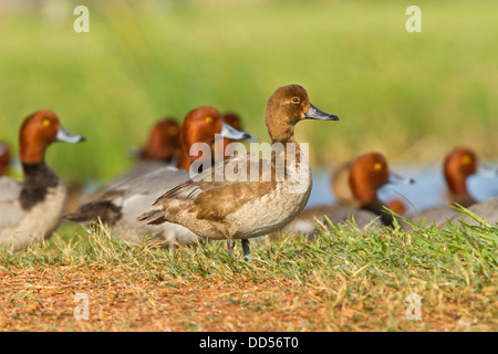 Redhead Duck (Aythya americana) flock flying from freshwater pond near ...