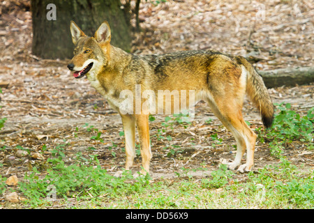 Red Wolf (Canis rufus) adult, walking (captive Stock Photo - Alamy