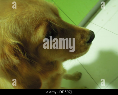 Golden retriever dog looking guilty at girl owner after playing with ...