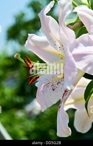 Pink lily flower closeup view Stock Photo - Alamy
